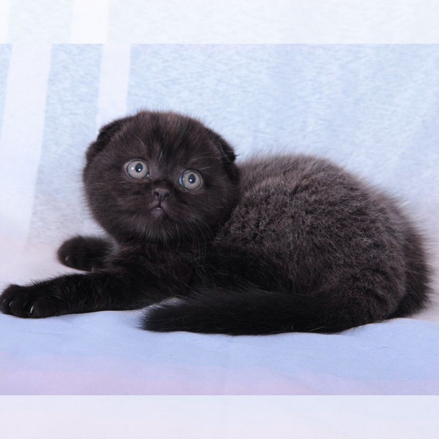 Шотландские вислоухие котята