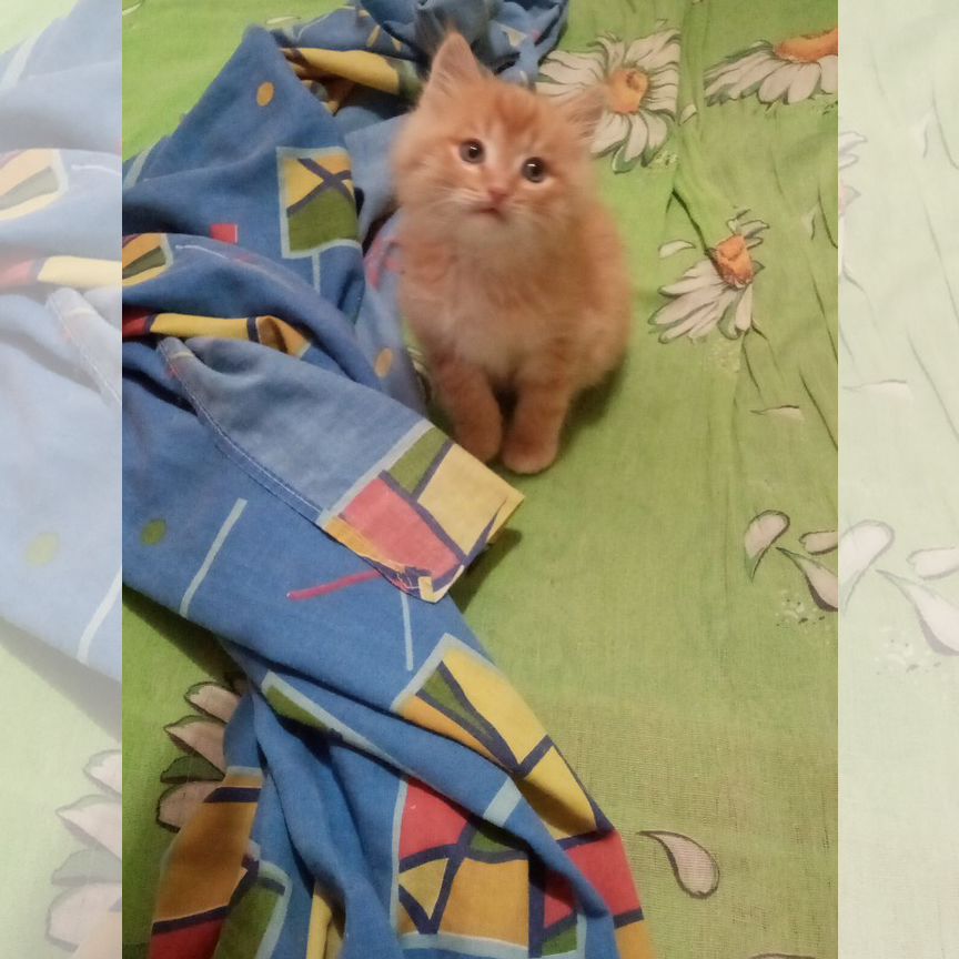 Рыжий котенок.К деньгам