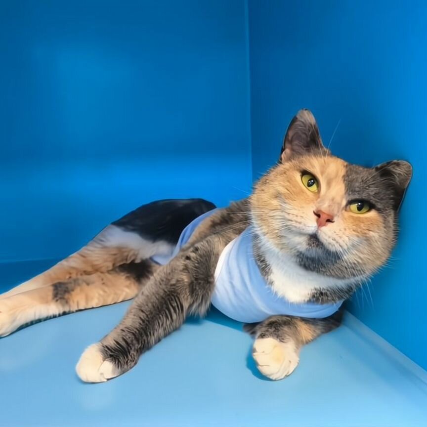 Взрослая, кошка в добрые руки