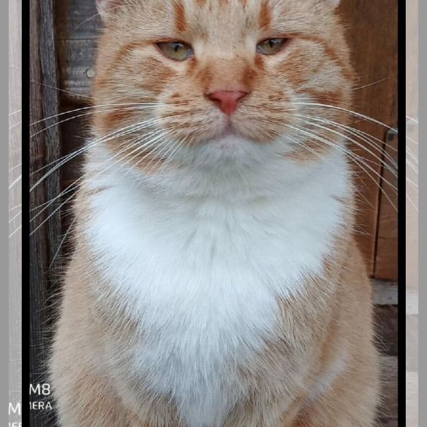 Кот