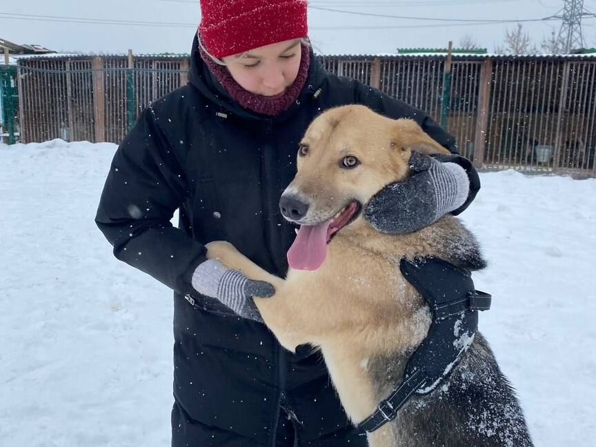 Добрый пес Джокер из приюта в поисках семьи