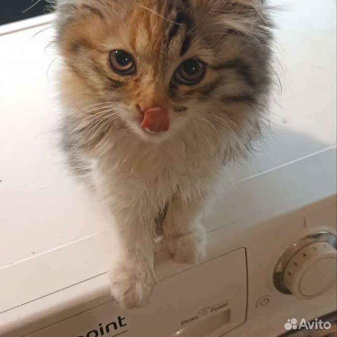 Очень пушистая девочка