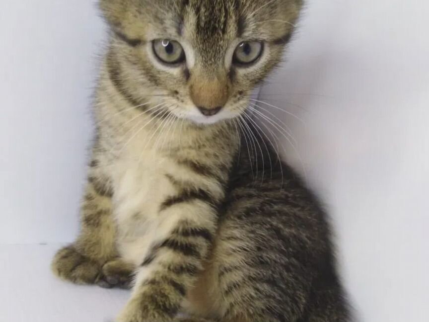 Котенок в дар