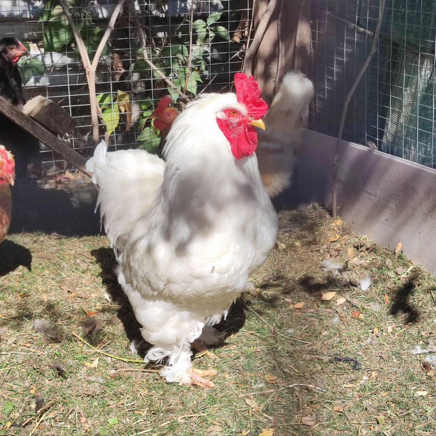 Петухи годовалые мохноногие породистые