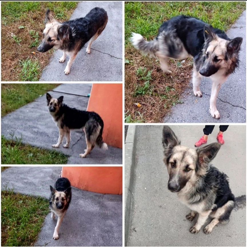 Пёс замерзает и голодает