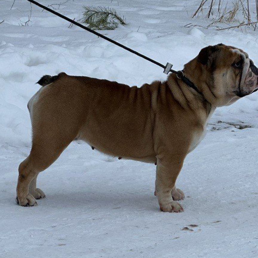 Английский бульдог