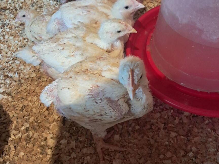 Цыплята бройлеры кобб 500 ст.ессентукская