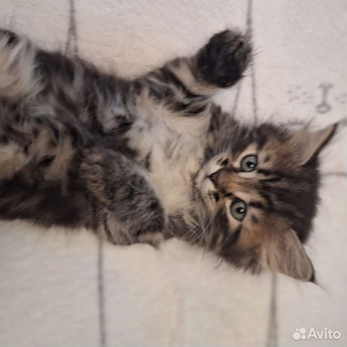 Шотландские котята прямоухие резвые