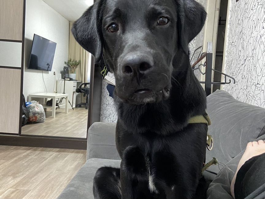 Отдам в добрые руки лабрадора