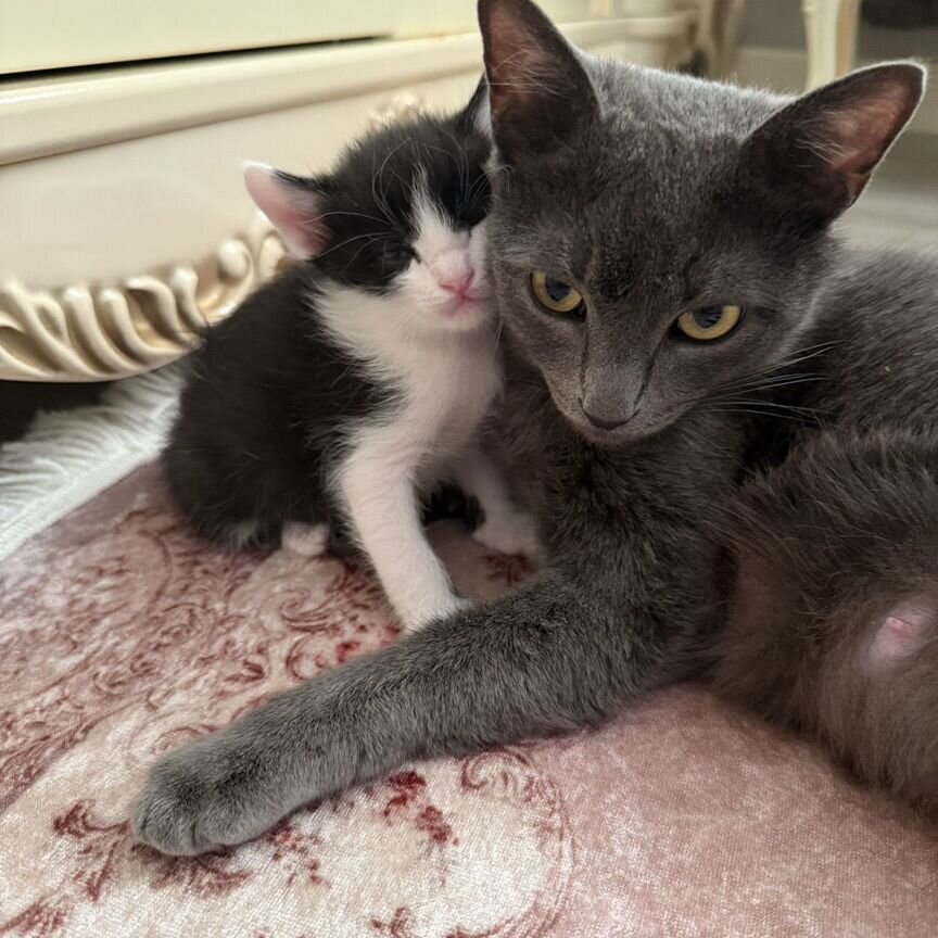 Котята от британской кошечки
