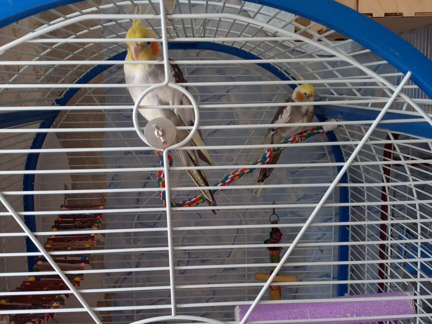 Пара карелл с большой клеткой