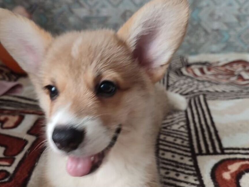 Вельш корги Пемброк