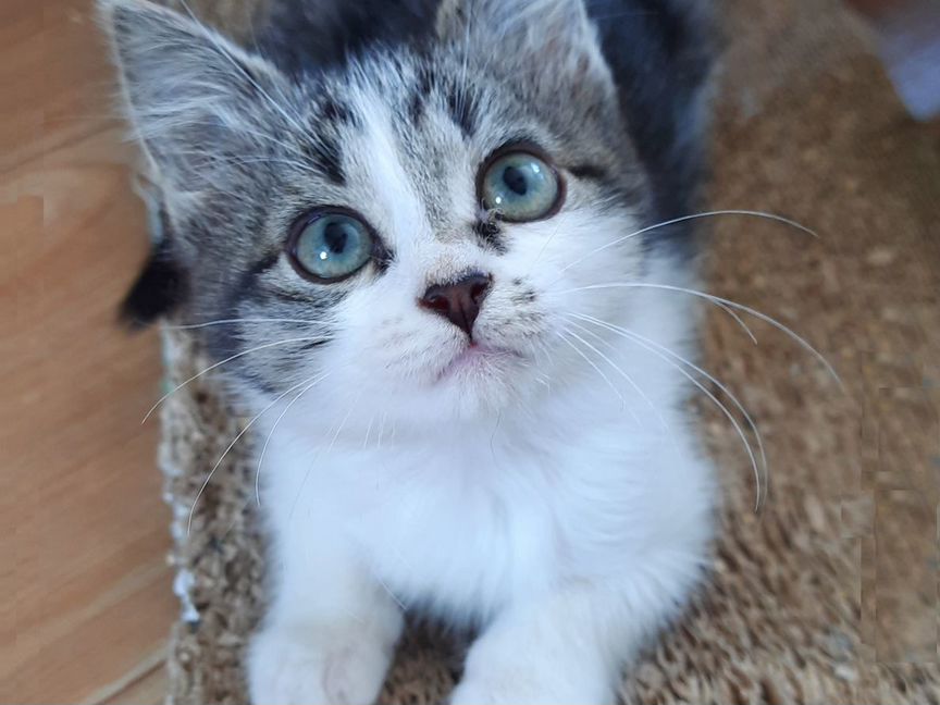 Котёнок ищет хороших хозяев