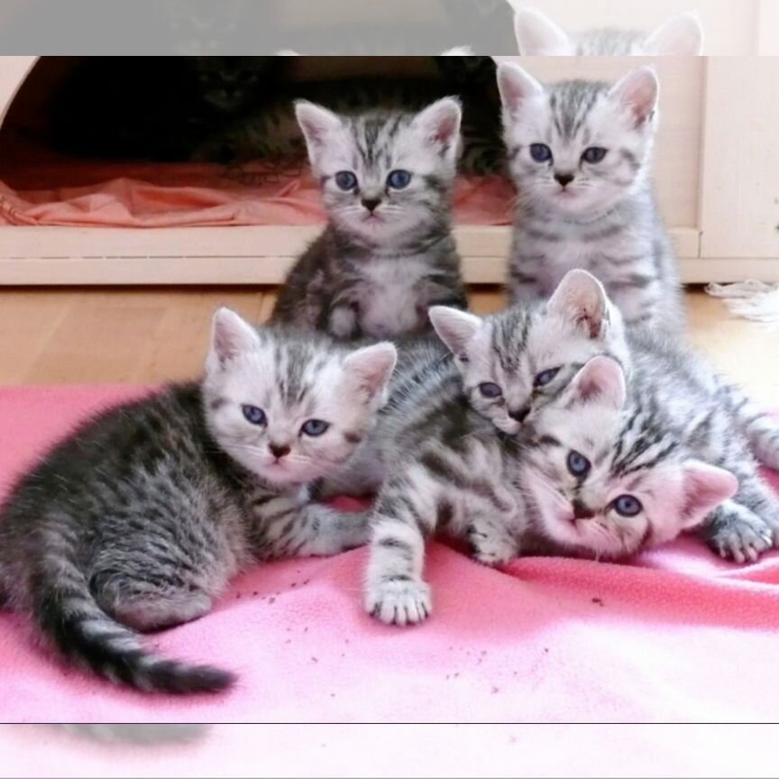 Шотландские красавцы) окрас Вискас