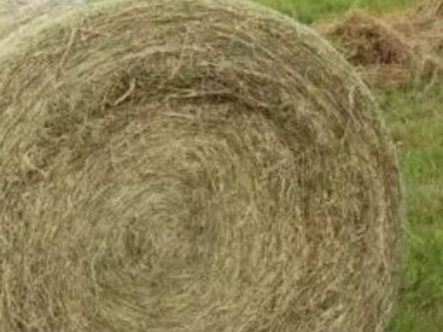 Продам сено в рулонах