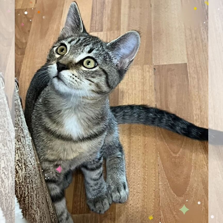 Милый котёнок в добрые руки