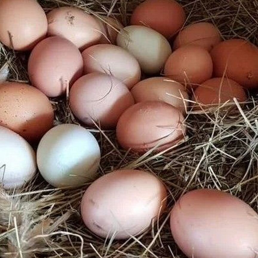 Яйцо куриное