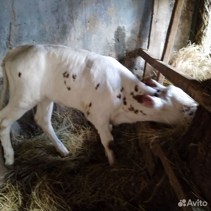 Продажа телочки 2 мес