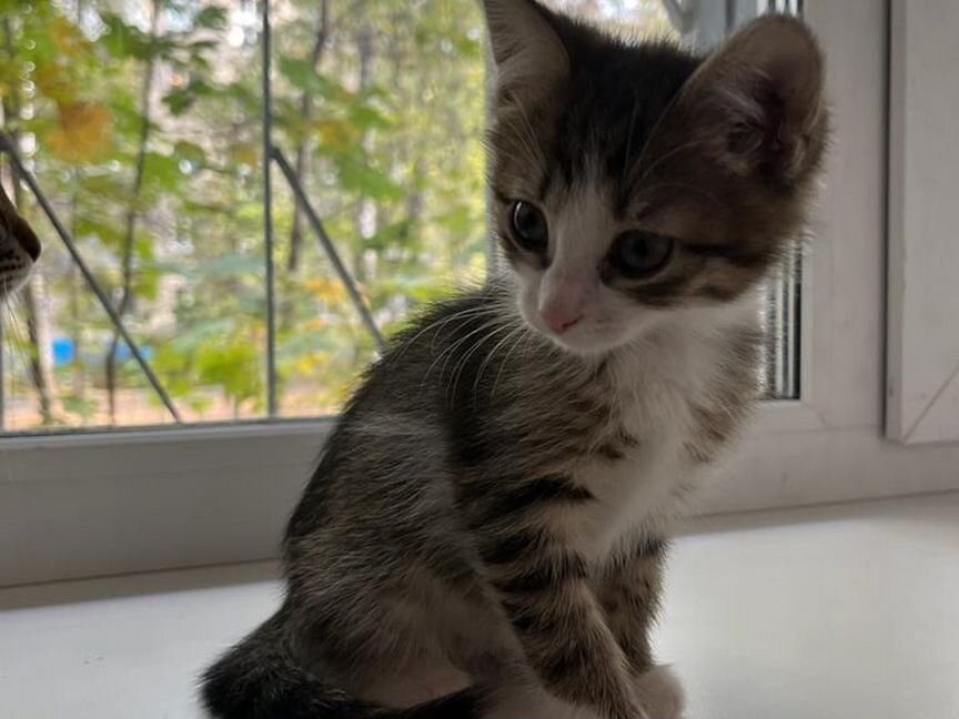Котенок в дар 1,5 месяца девочка привезу
