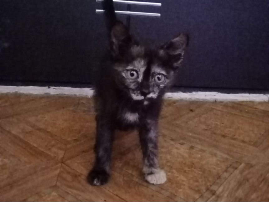 Отдам котëнка в добрые руки цена договорная