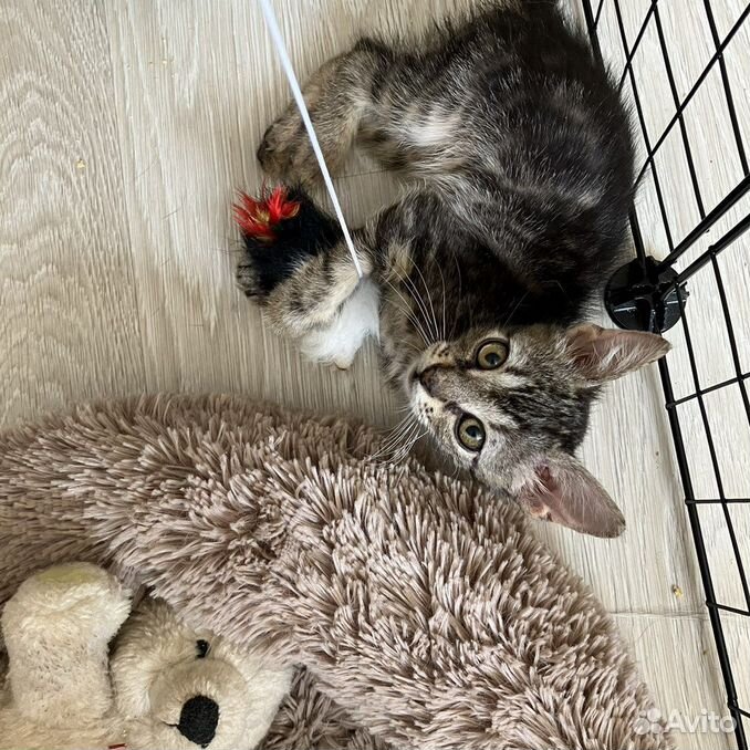 Малышка-игрунишка ищет дом