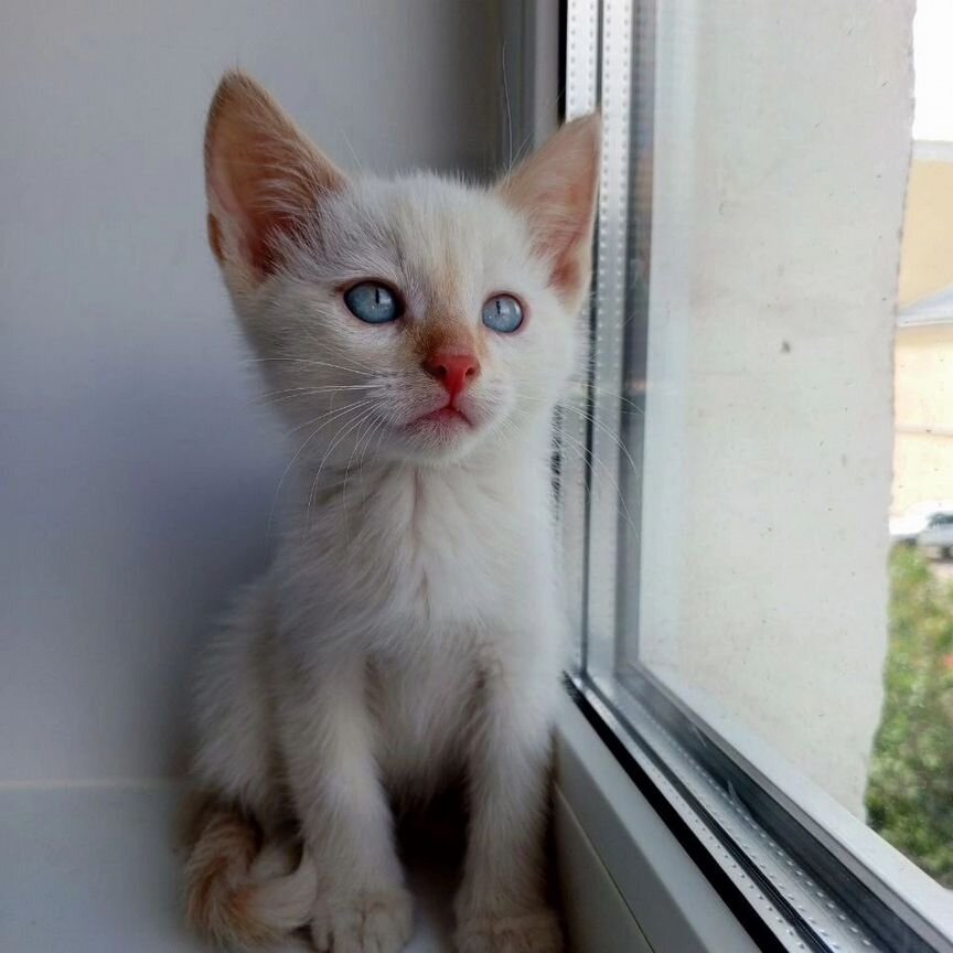 Котята-мальчики в поисках дома