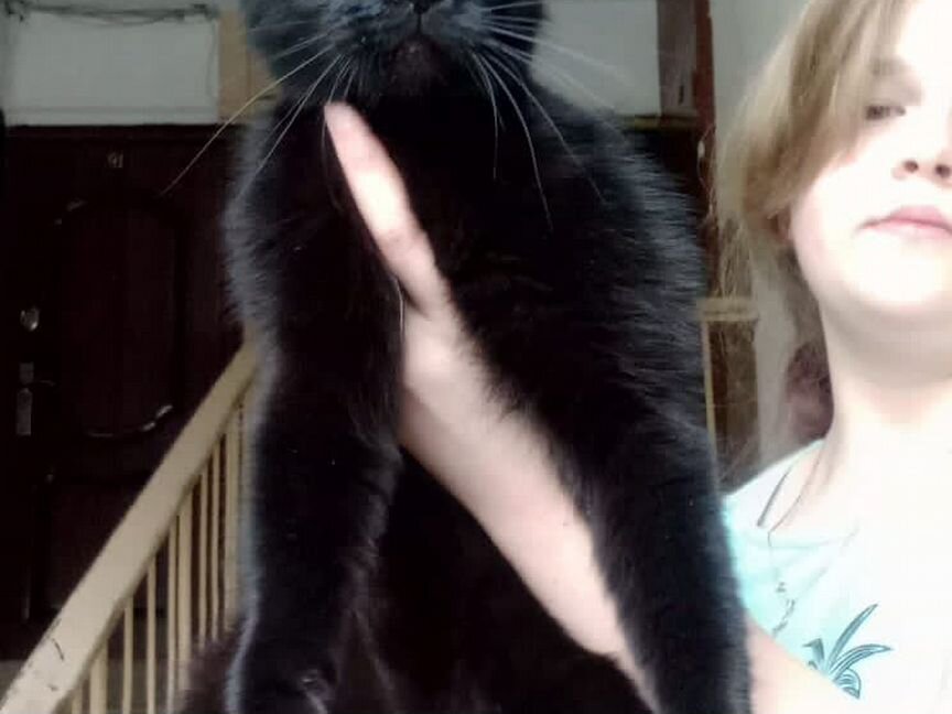 Черная кошка в добрые руки