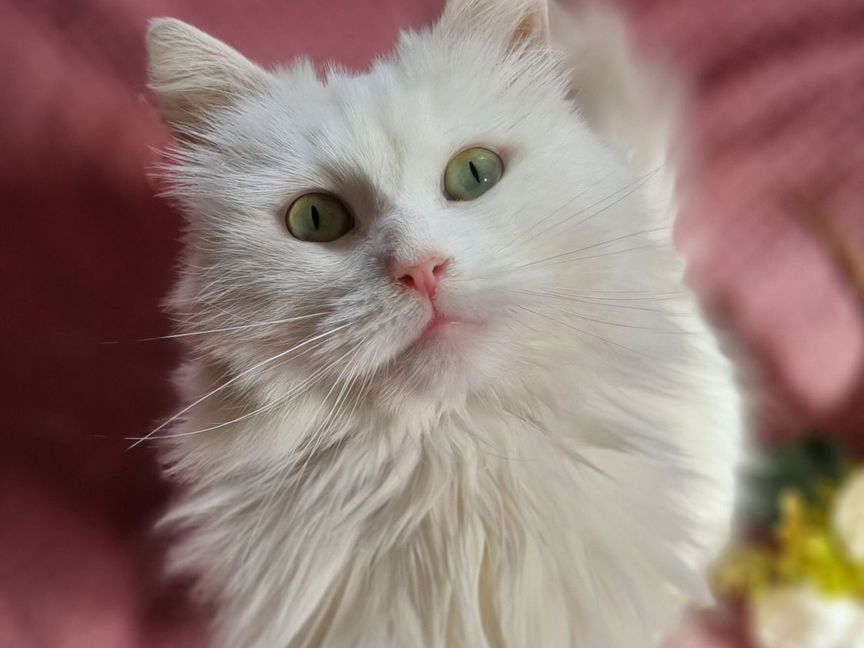Белая ангорская кошка