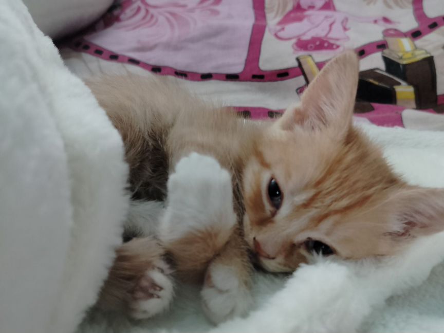 Рыжий котенок