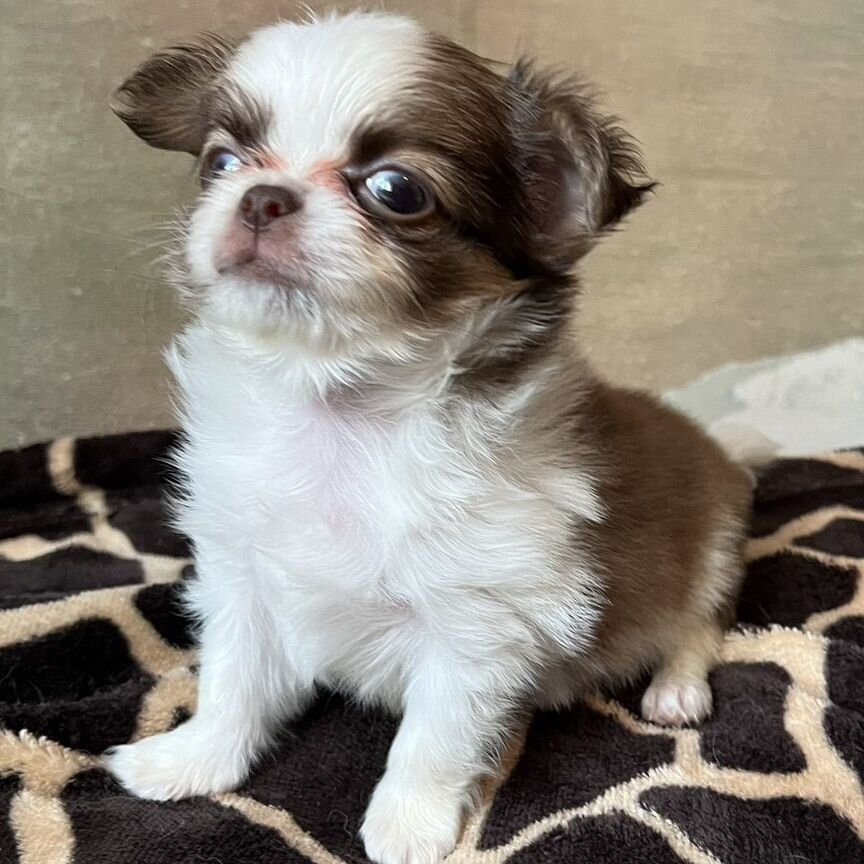 Чихуахуа малыш