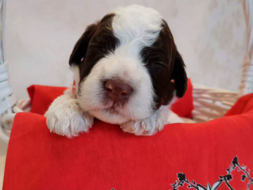 Лаготто романьоло щенок девочка