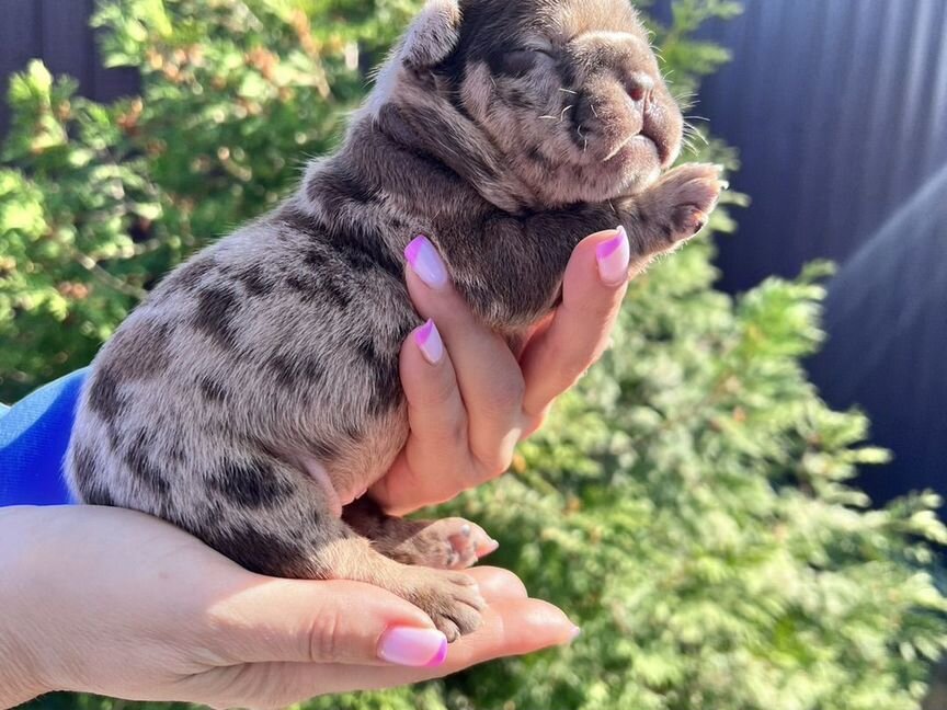 Изабелловые бульдоги