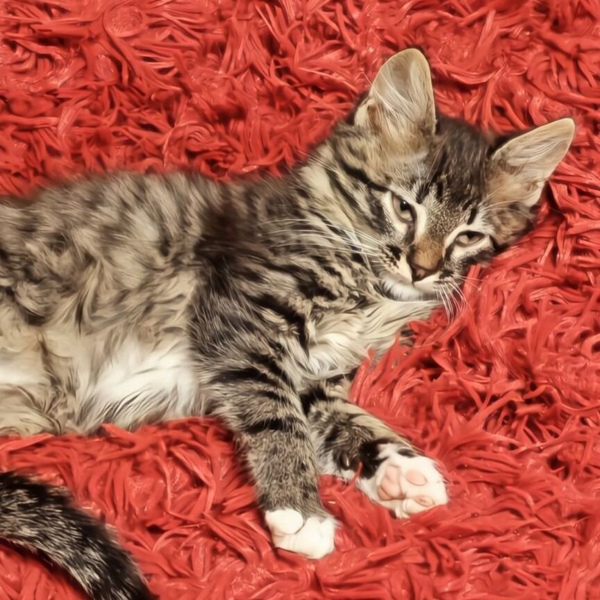 Котёнок в добрые руки
