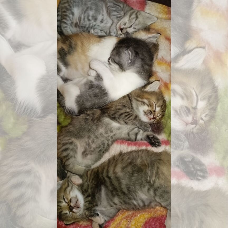 Милые котята в добрые руки