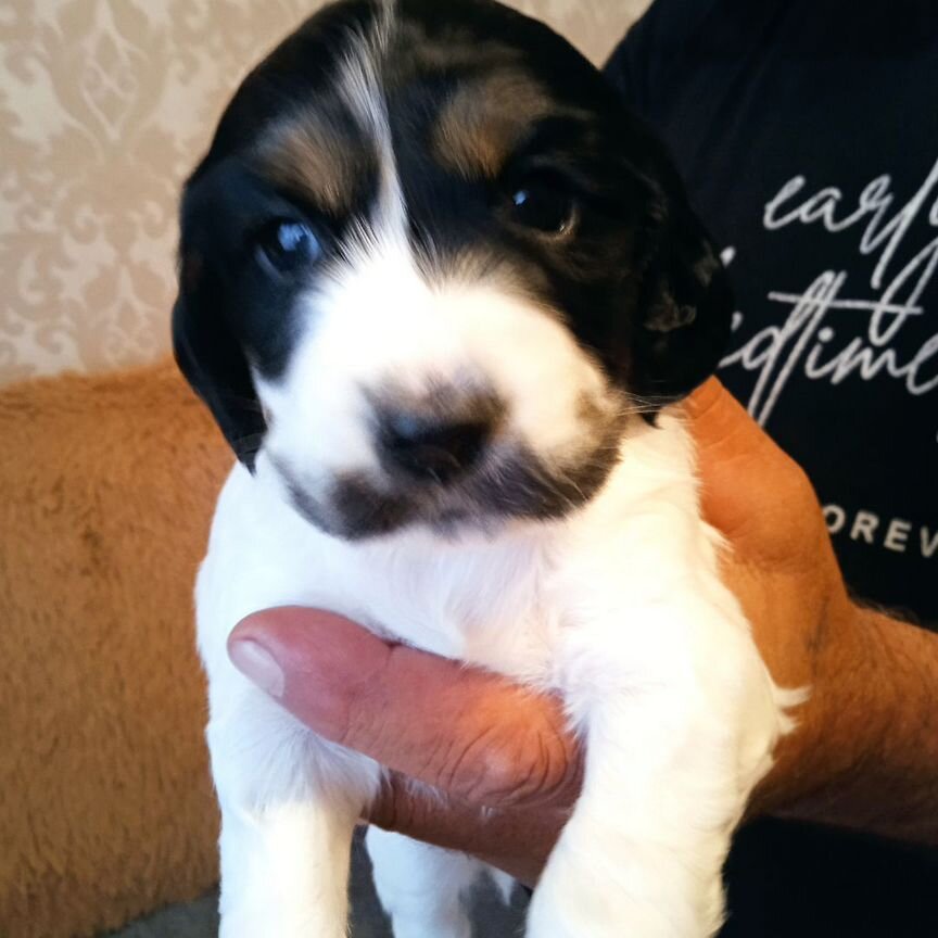 Щенки русского охотничьего спаниеля