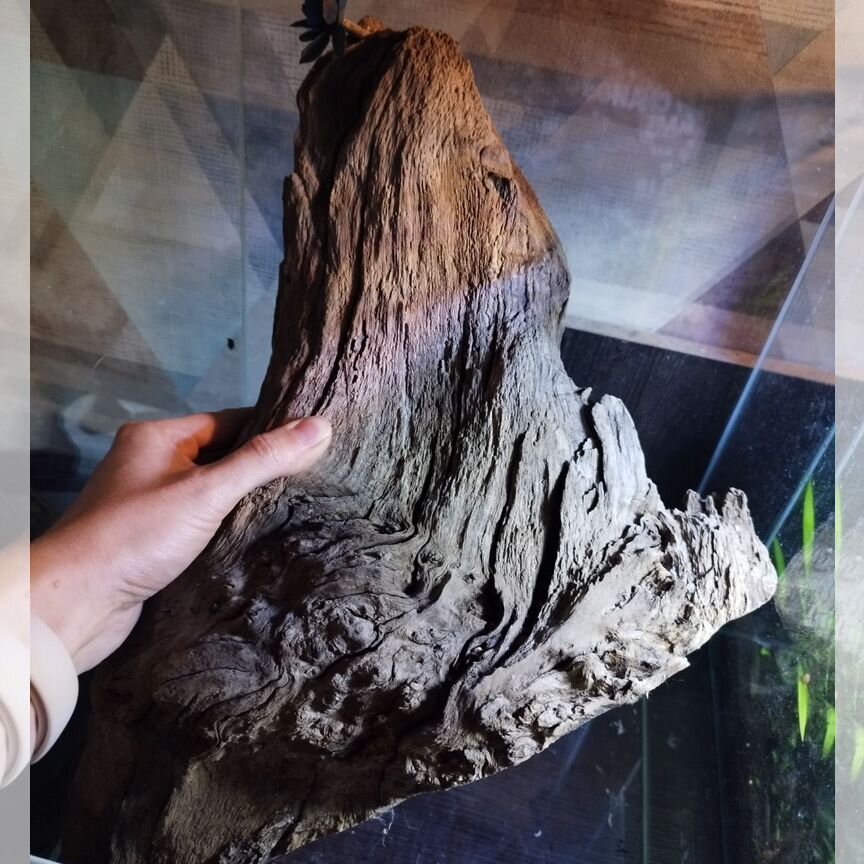 Коряга мангровая