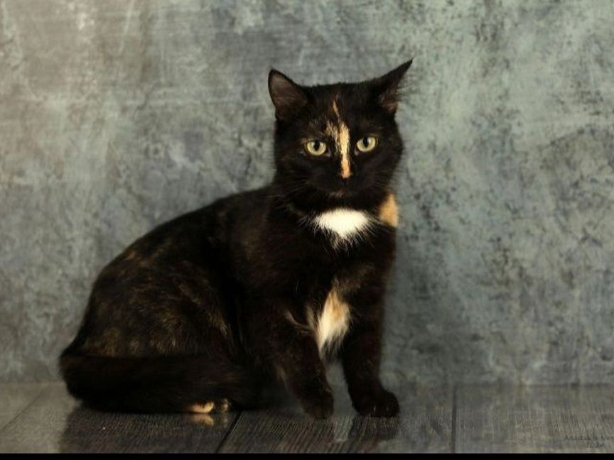 Стерильная Злата заботливым людям