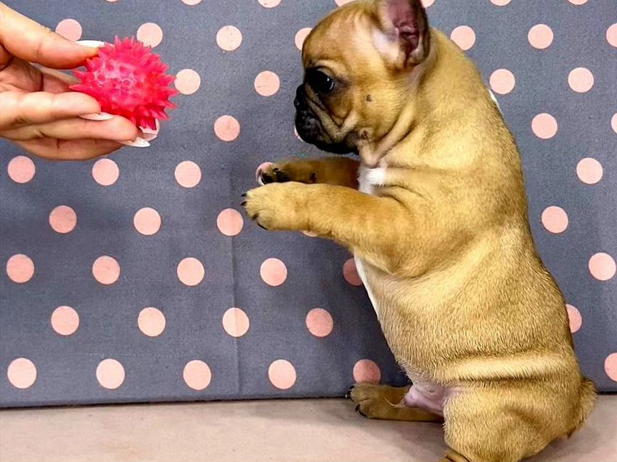 Французский бульдог рыжие щенки