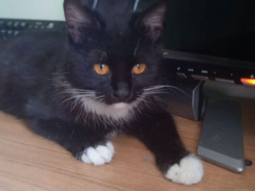 Котенок мальчик в добрые руки