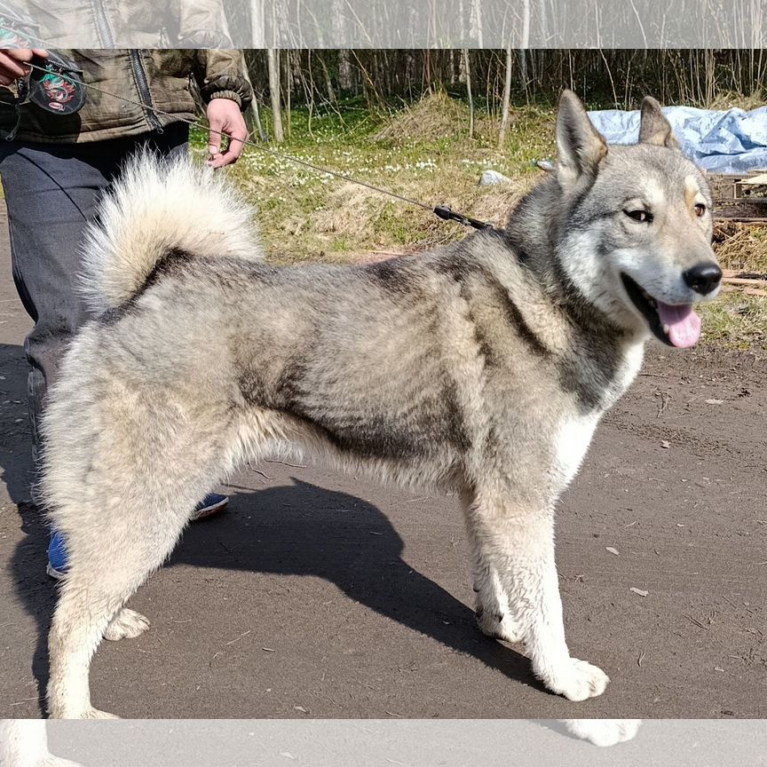 Лайка, взрослый пёс