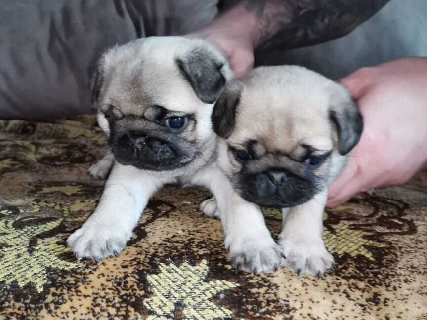 Мальчишки шалунишки