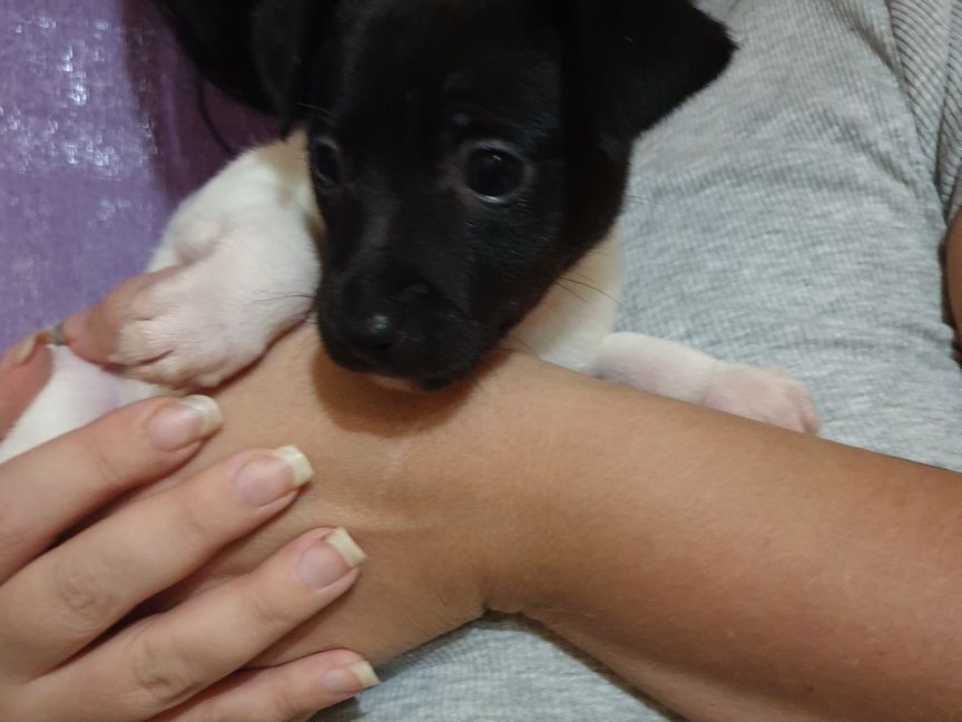 Собака маленькая порода