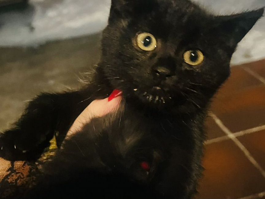 Котенок