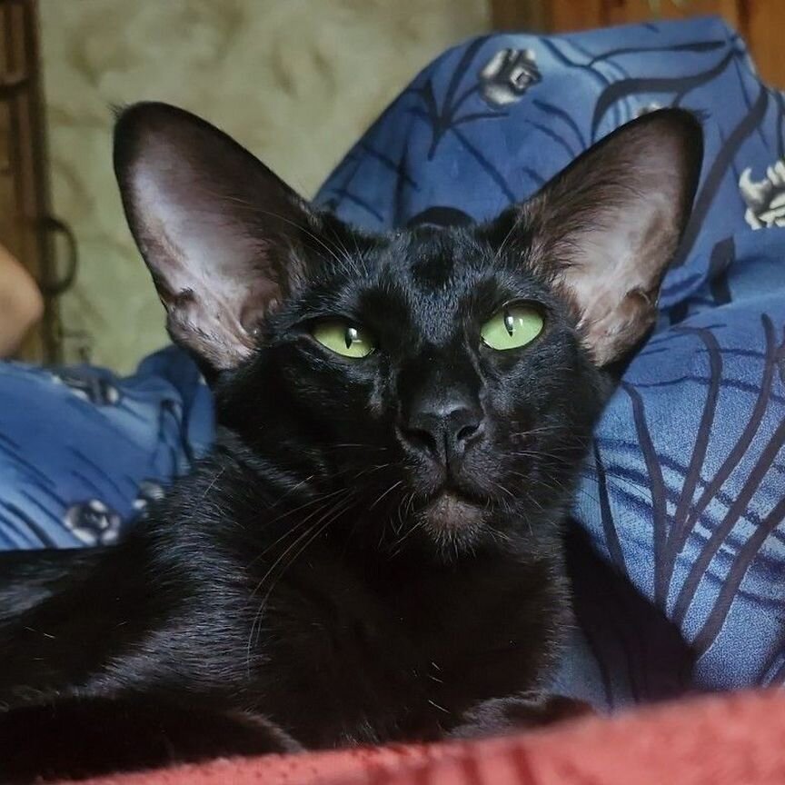 Ори с доками