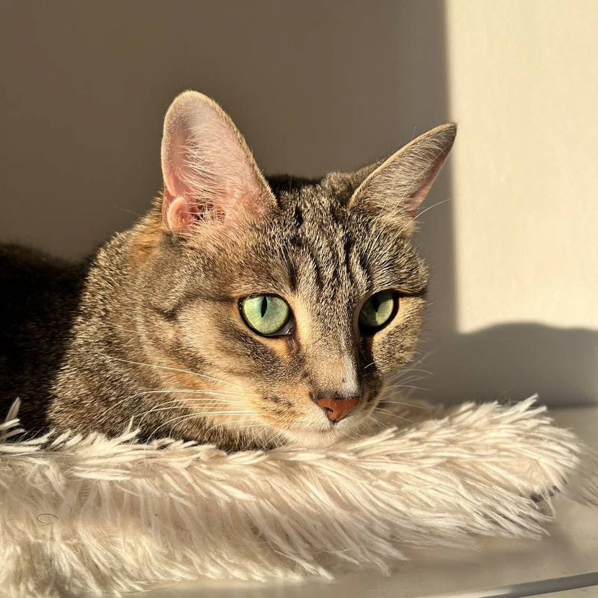 Кошечка оливка