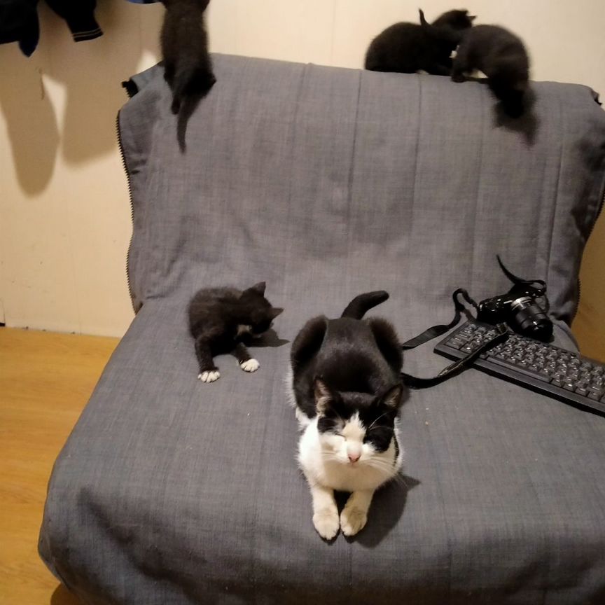 Котята, Меховые цветы, Мышеловы
