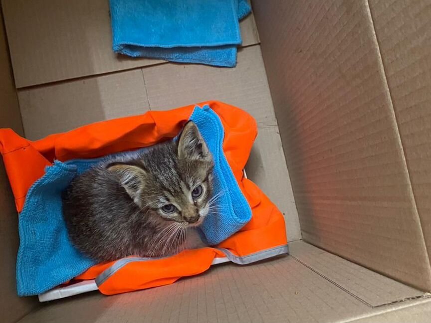 Котята в добрые руки бесплатно мальчик