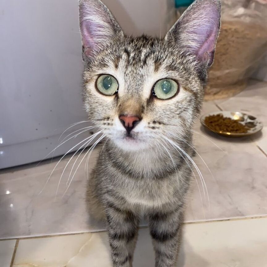 Кошечка в добрые руки