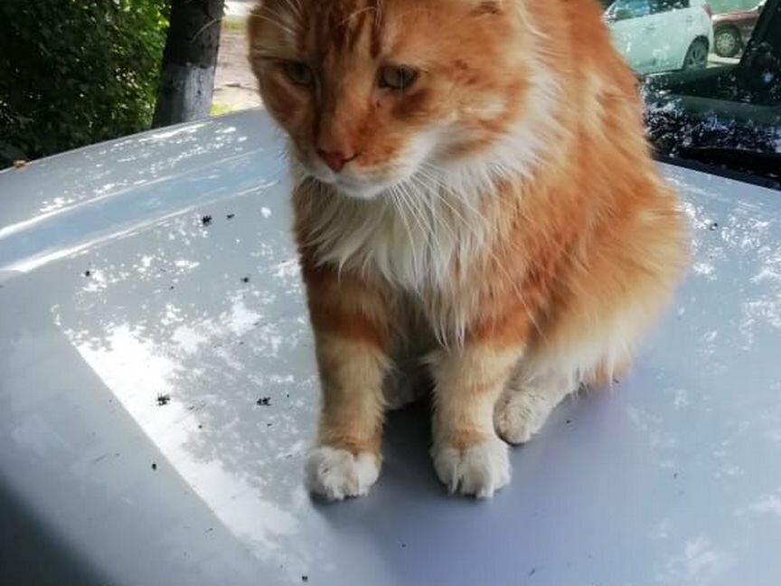 Кот в дар бесплатно