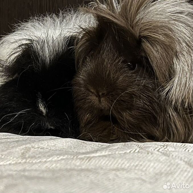 Морские свинки девочки